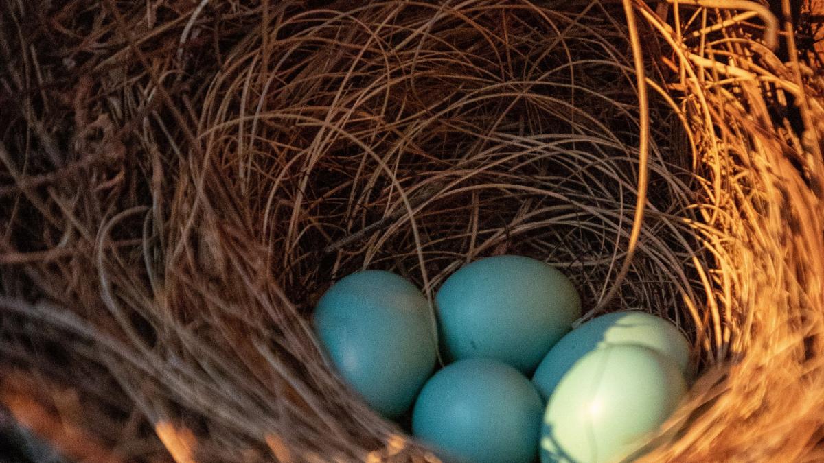 El falso mito de los huevos azules: ventajas y desventajas