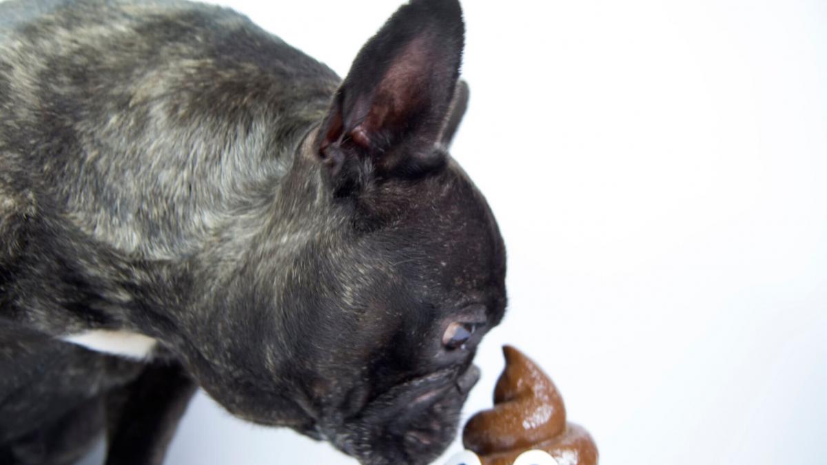 Si tu perro se come la caca, puede que tenga un problema de salud