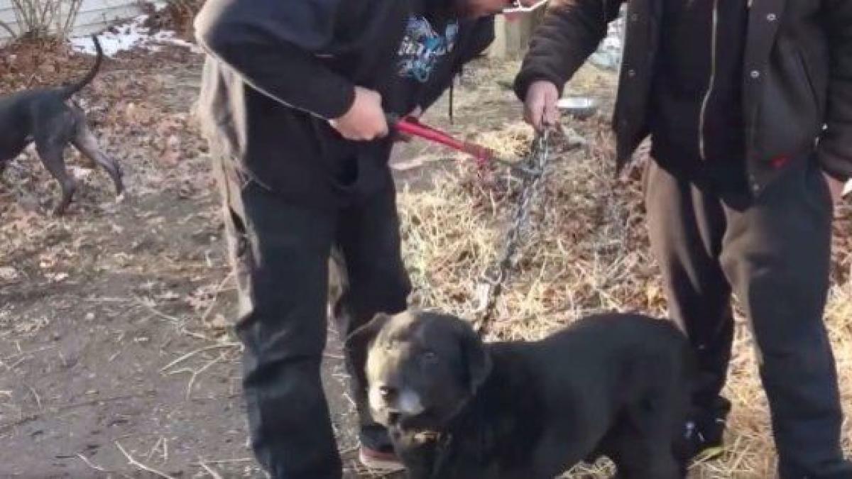 El emocionante momento en el que un perro es liberado tras 15 años ...