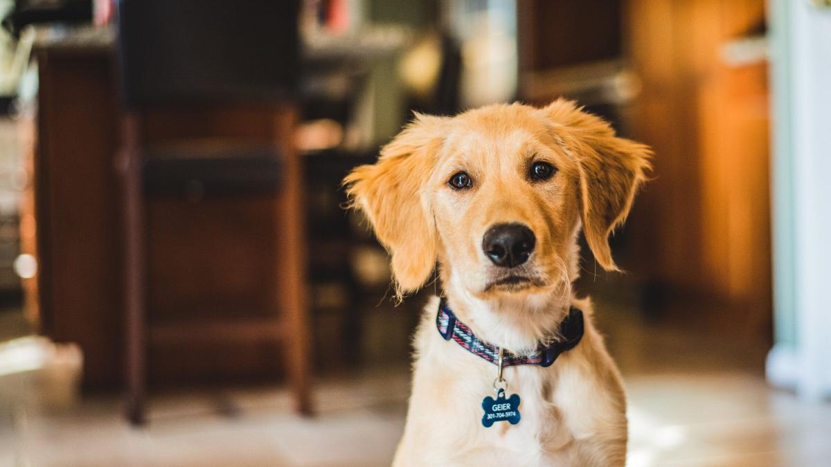 Ni Golden Retriever ni pastor alemán: la raza glamurosa se convierte en ...