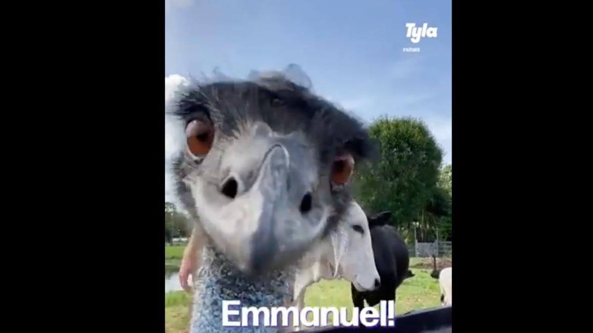 Emmanuel, el emú que ha hecho historia en Twitter en tan sólo un minuto