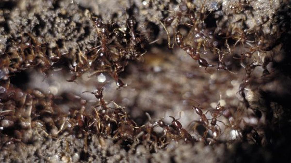 La plaga de hormigas locas que preocupa a todo el mundo llega a Barcelona