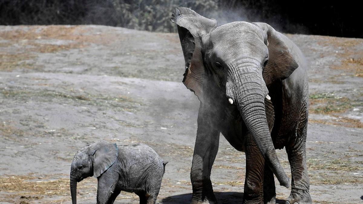 Una historia real: el pequeño elefante que decidió dejarse morir tras ...