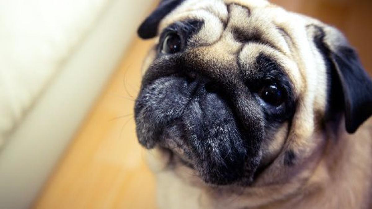 La asombrosa ilusión óptica con el trasero de este perro que vuelve a ...