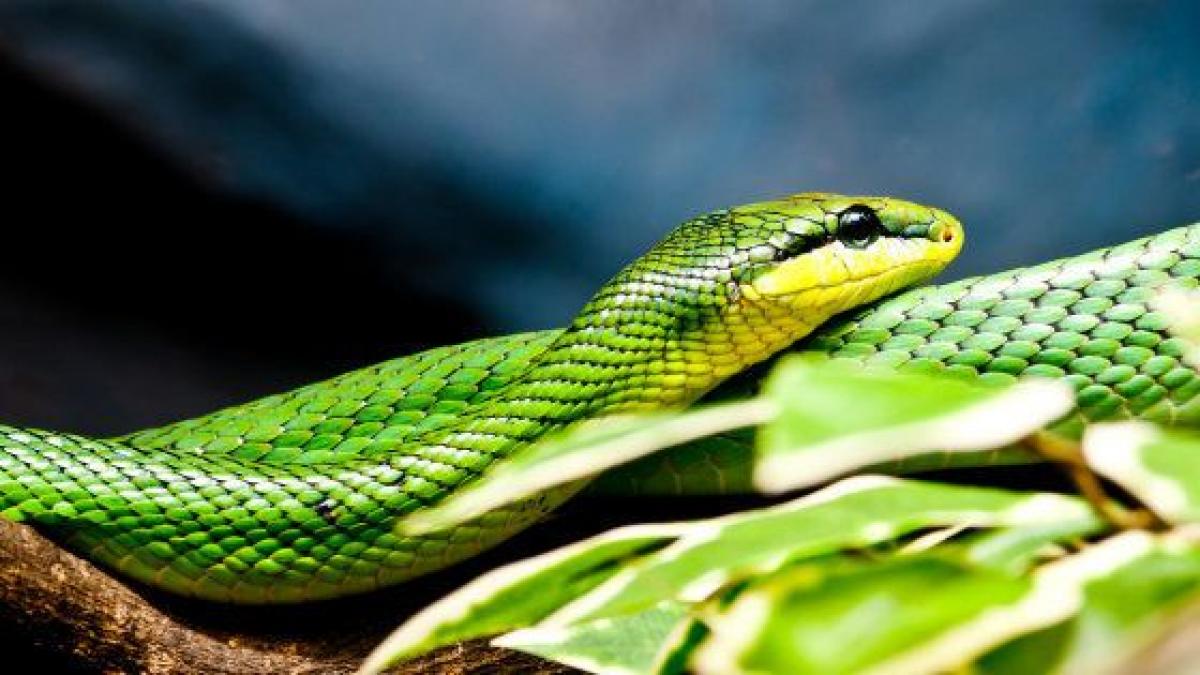 Elogio de las serpientes