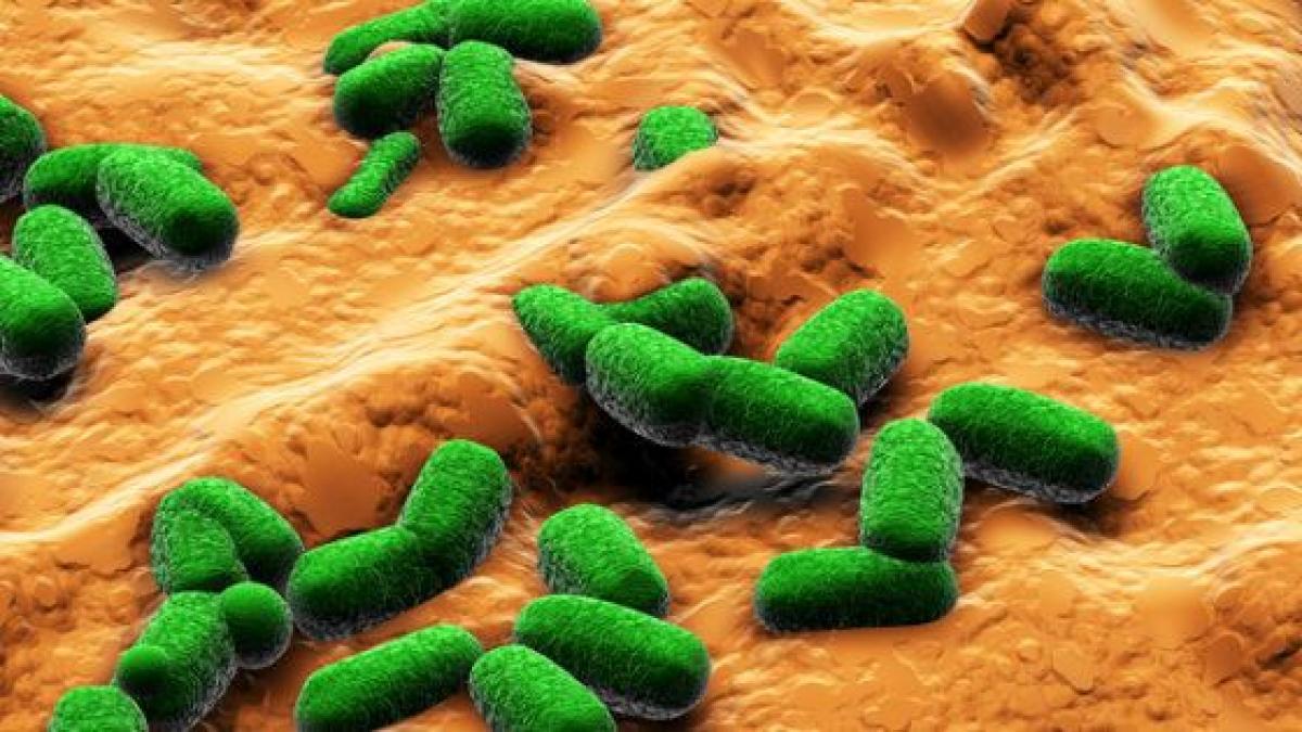 Cómo Luchar Contra El Auge De Las Superbacterias