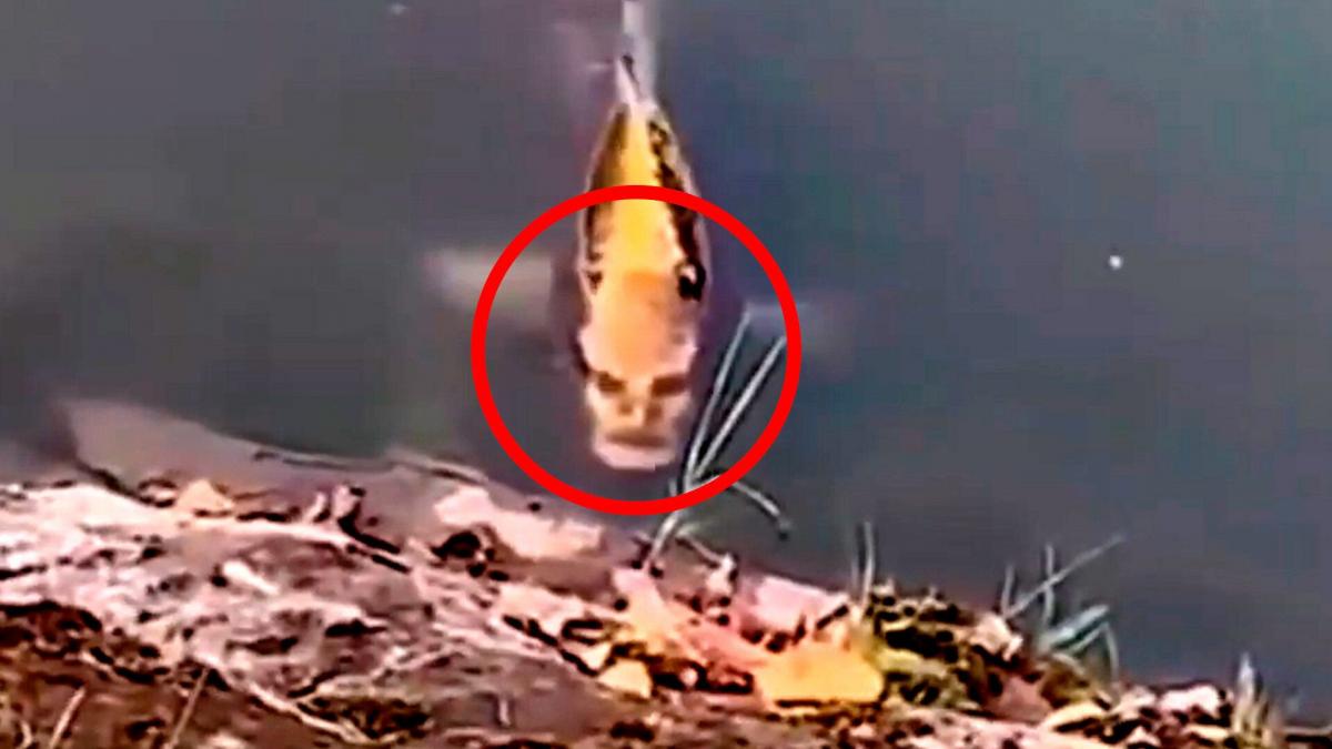 El pez con cara humana que se ha vuelto viral