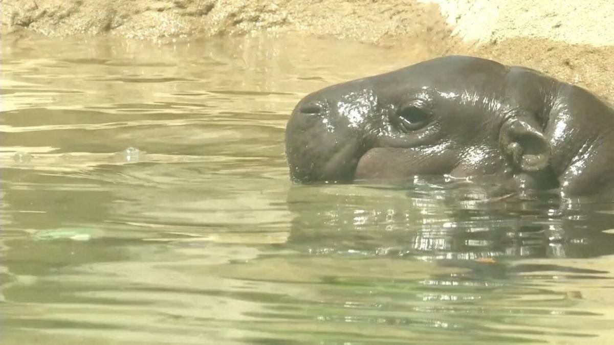 Bernardina, la primera hipopótama pigmeo nacida en un zoo de Chile