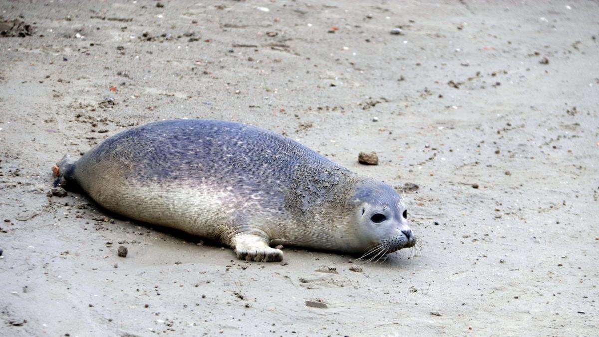 Golpean con palos y piedras a una cría de foca para que sus hijos se ...