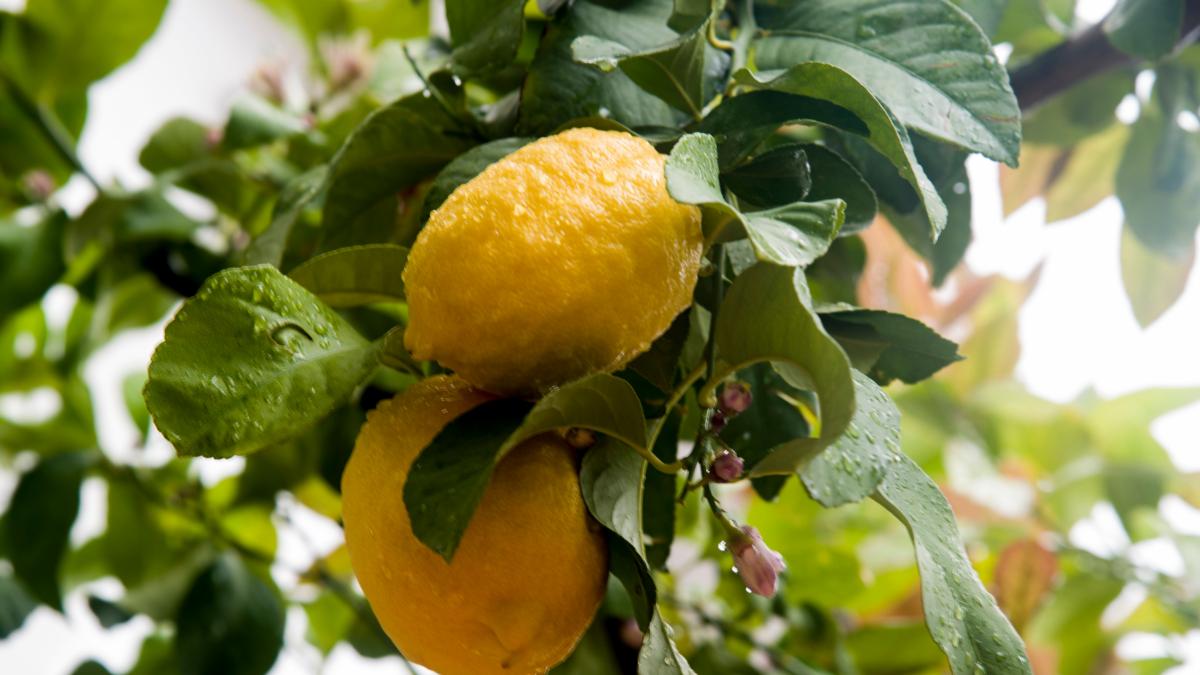 El limón de Turquía: una amenaza para España y vigilado por plaguicidas ...