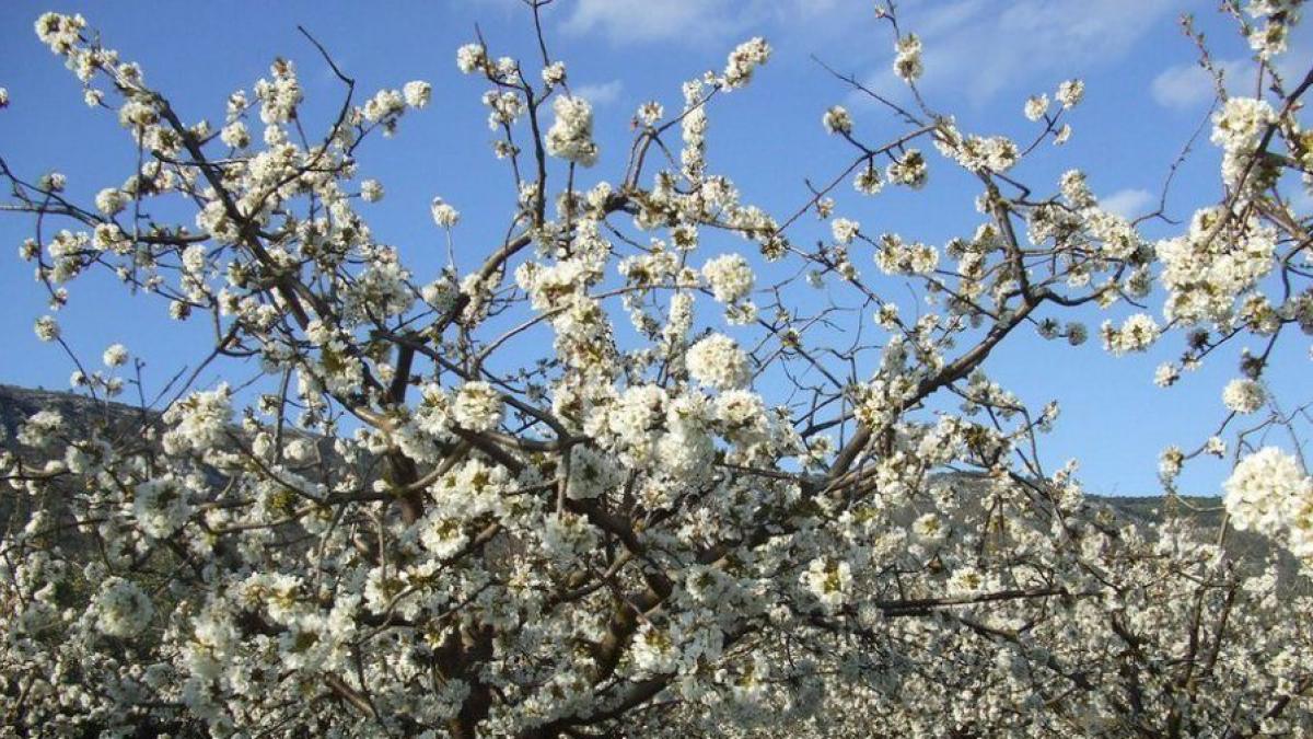 Cuatro destinos espectaculares para disfrutar de los cerezos en flor