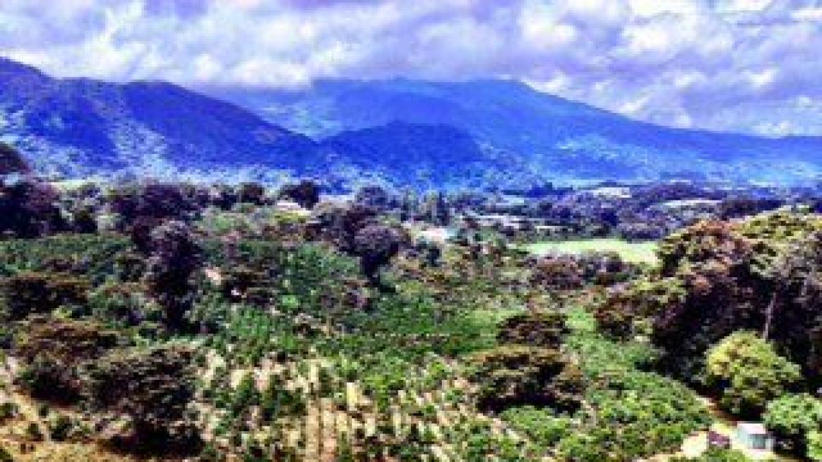 Historia de un café en Panama llamado Finca Lérida