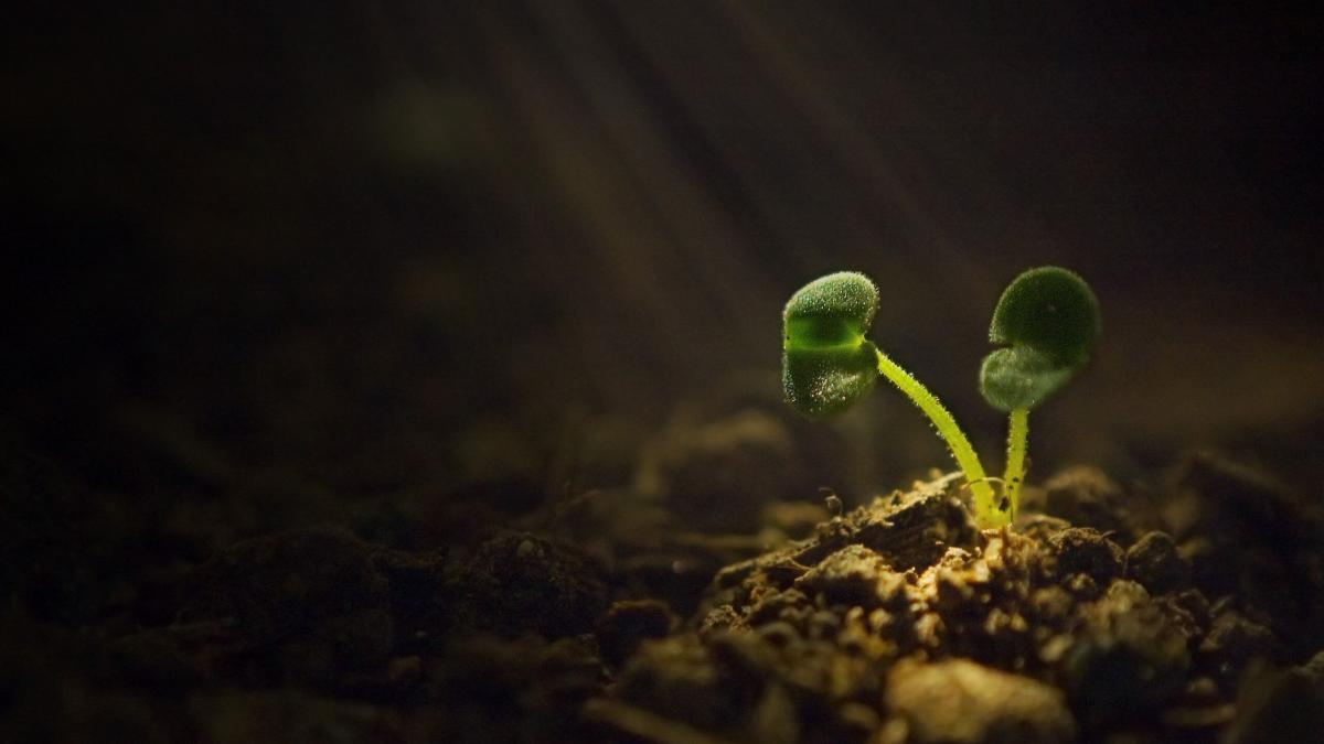 El nacimiento de 'Metapolis'