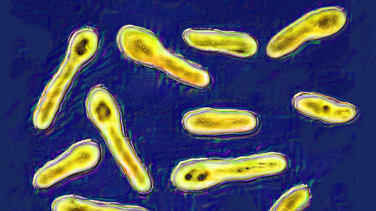 Qué es el botulismo, la enfermedad que tiene en alerta a Europa: causas ...