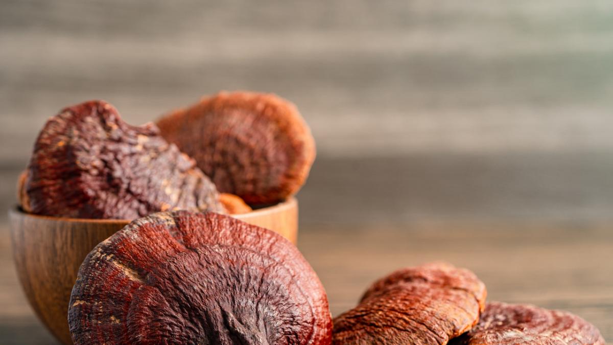 Esta es el ‘hongo de la inmortalidad’ que reduce el estrés y alarga la vida