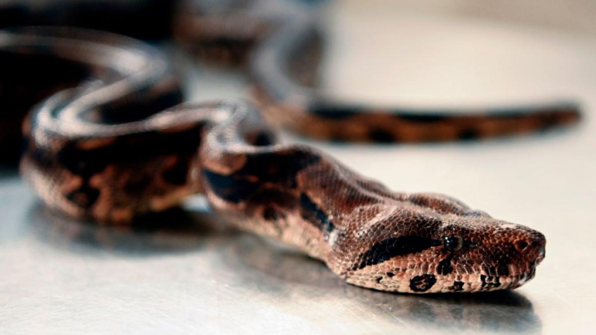 Una boa constrictor de dos metros se escapa de un piso en Galicia