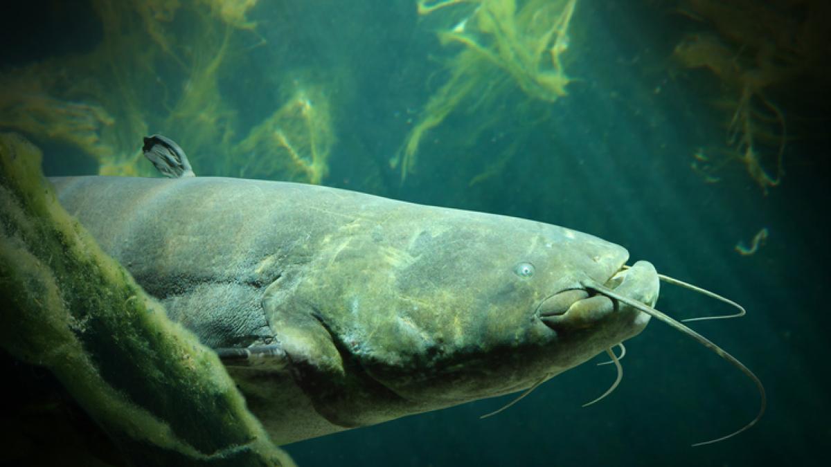 Pescan un monstruoso siluro en el Ebro