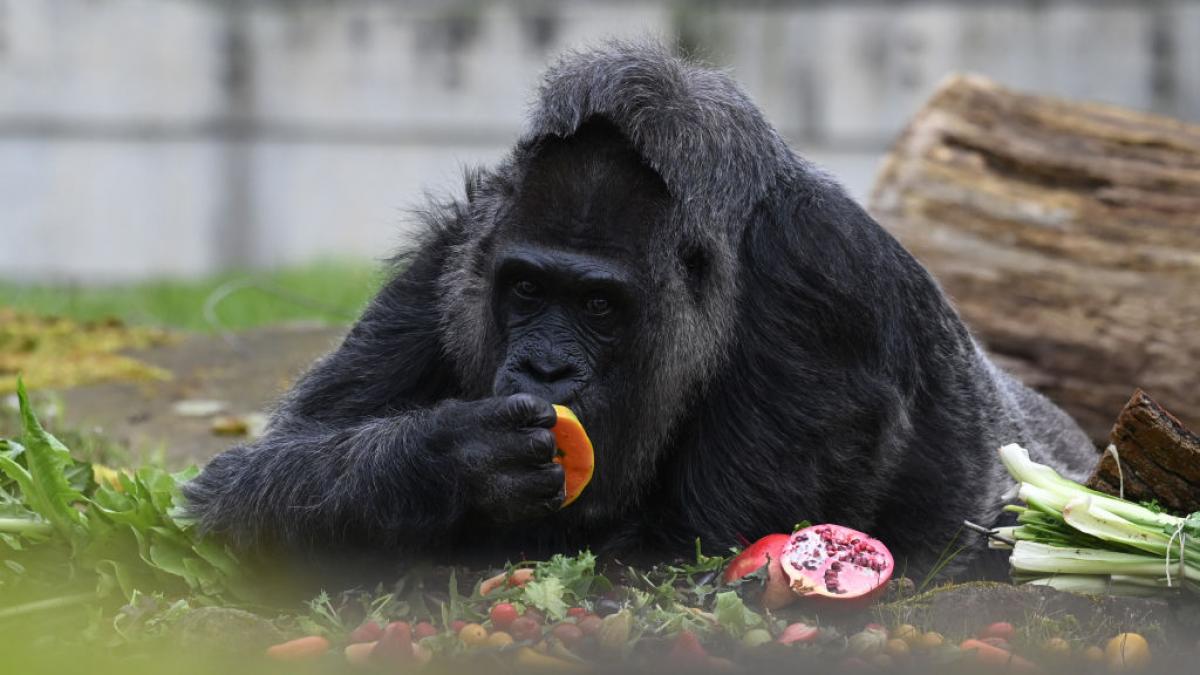 El mayor catálogo de ADN de primates abre las puertas de la genética y ...