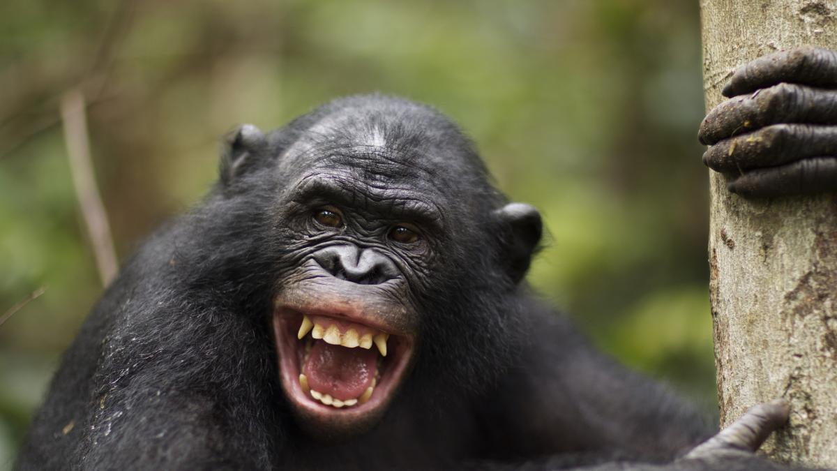 Descubren que los primates llevan masturbándose desde hace 40 millones ...