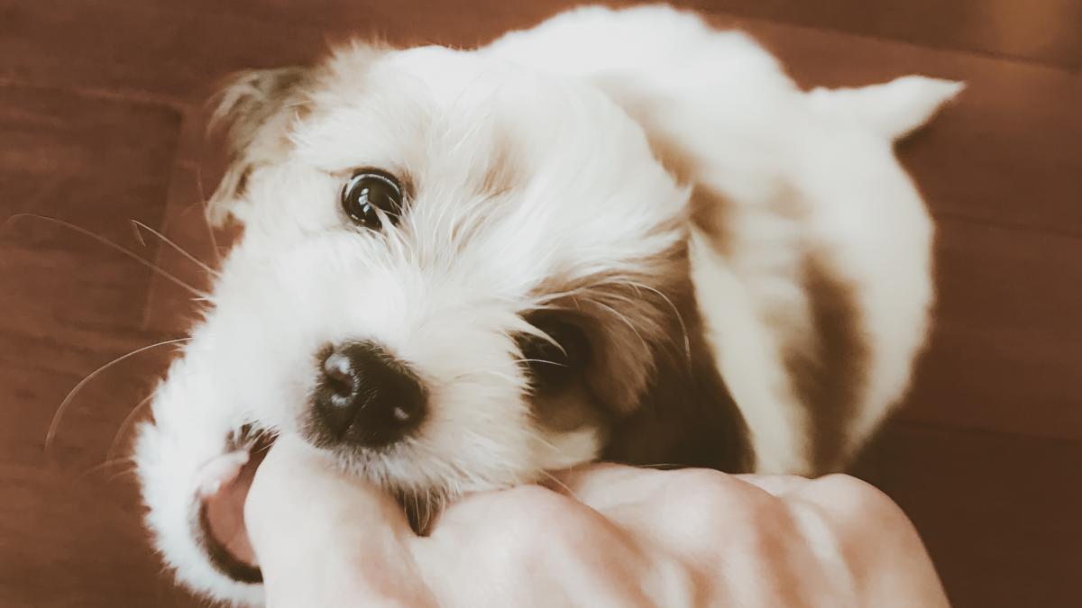 Tres razones por las que un perro muerde suavemente