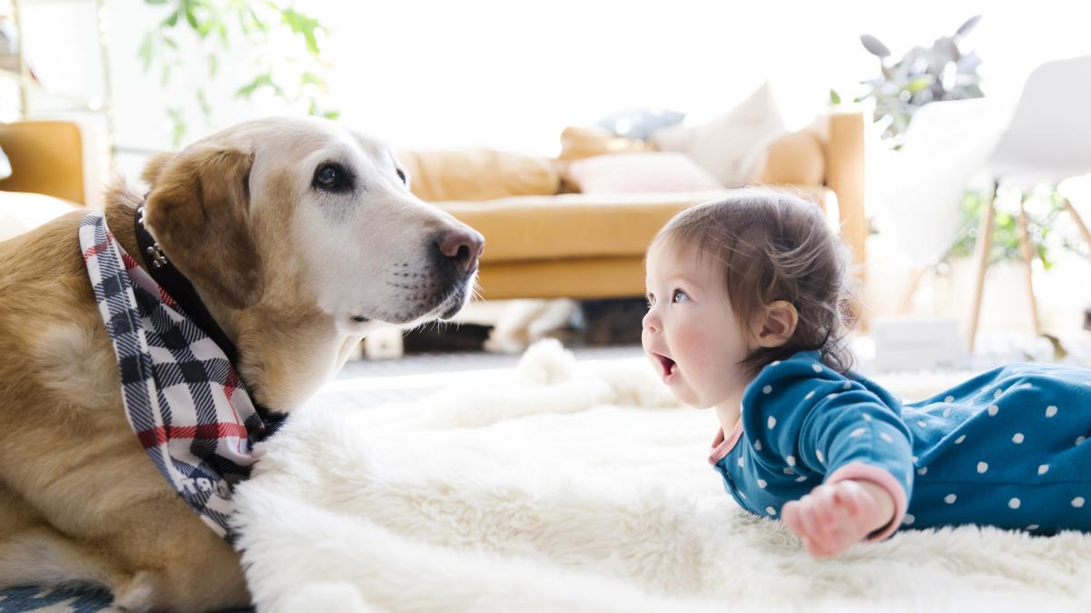 El error más común a la hora de presentar un bebé a un perro