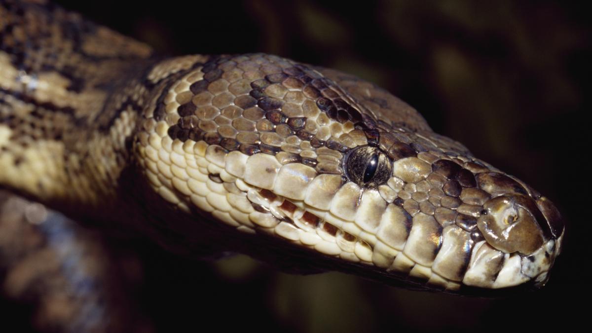 Susto en Zaragoza al aparecer una pitón sin chip en un parque de la ciudad