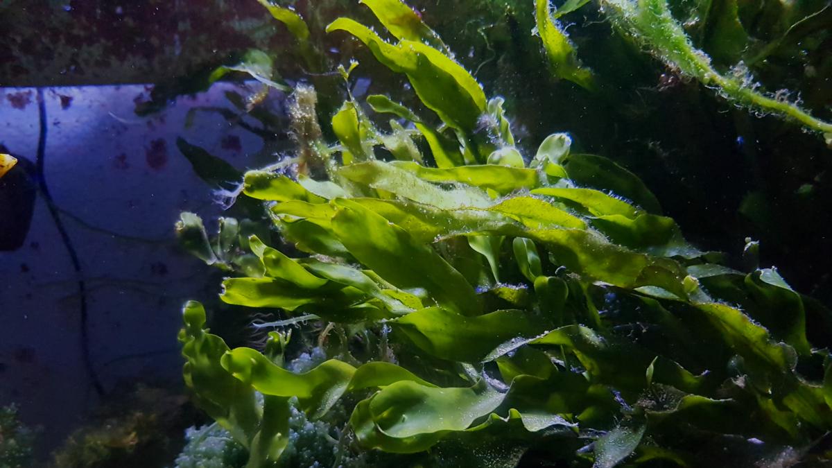 Hallan el uso perfecto para el alga invasora del Mar Menor