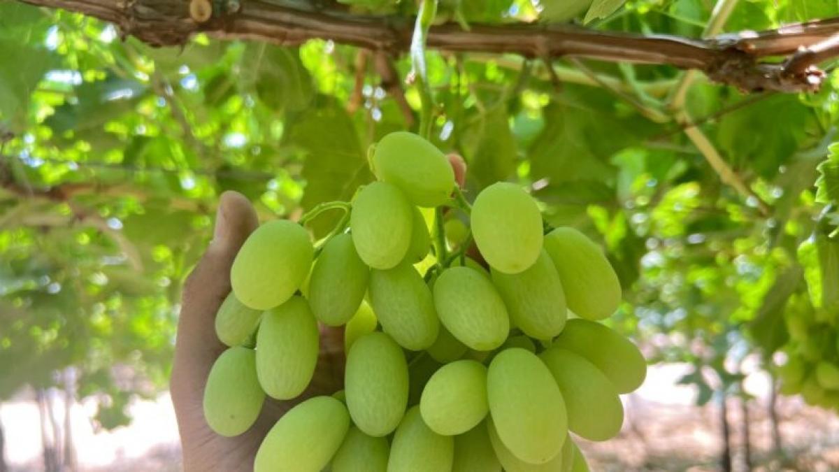 La uva de España se quema