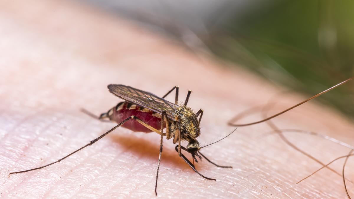 Cómo saber si tienes una cucaracha, garrapata u otro insecto en el oído ...