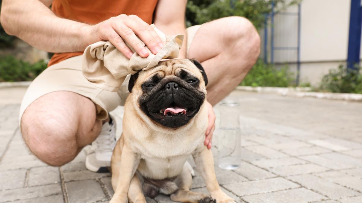 Los veterinarios desaconsejan 5 razas de perro: bonitos para el dueño y ...