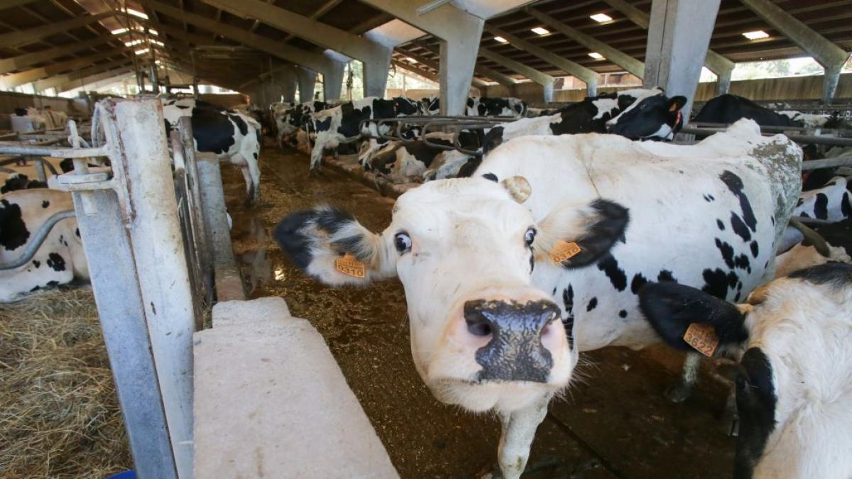 Las vacas españolas estrenan el innovador collar anti ola de calor