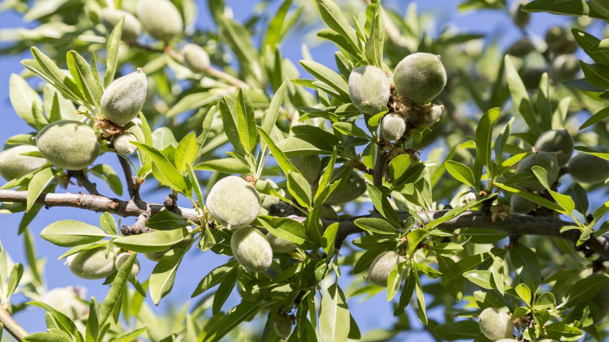 Herida de muerte al fruto seco más consumido