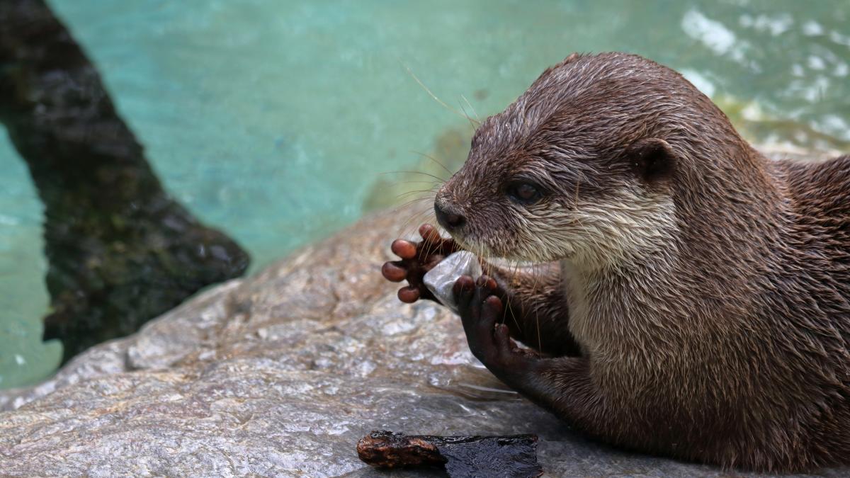 La misteriosa piedra que las nutrias llevan en su zurrón y usan toda su vida