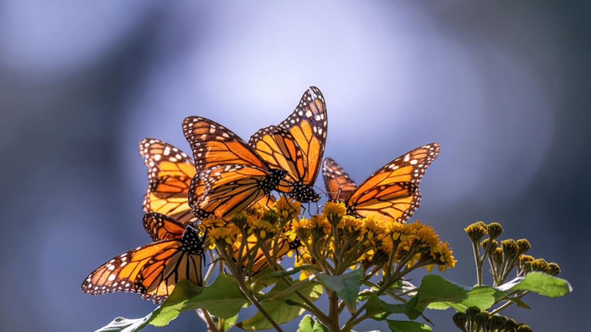 El cambio climático empuja a las mariposas monarca hacia España