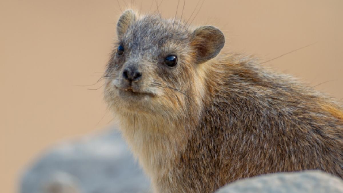 Anuncian una nueva camada del desconocido mamífero que dio nombre a España