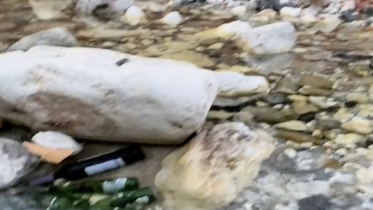 Se encuentran esto en un río y preguntan qué hacer: