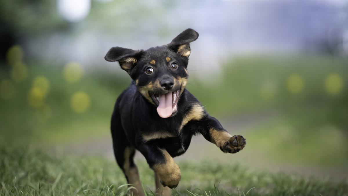 El municipio con casi más perros que humanos en el censo