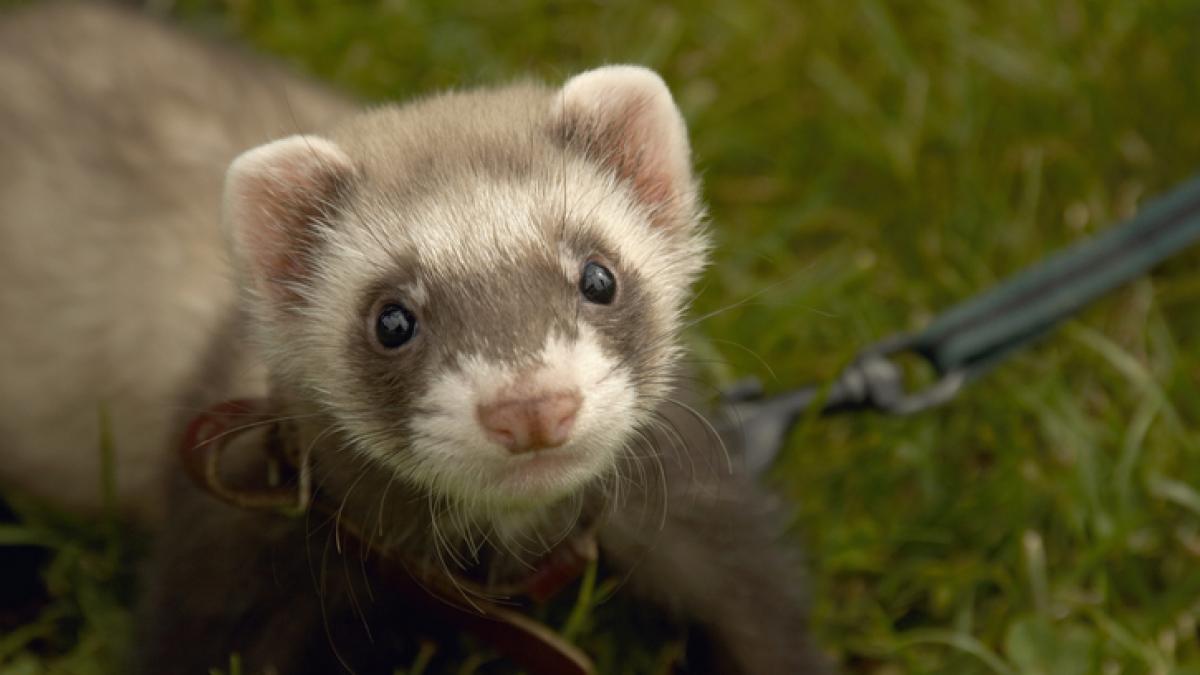 La nueva ley animal contempla dos casos para la esterilización de ...