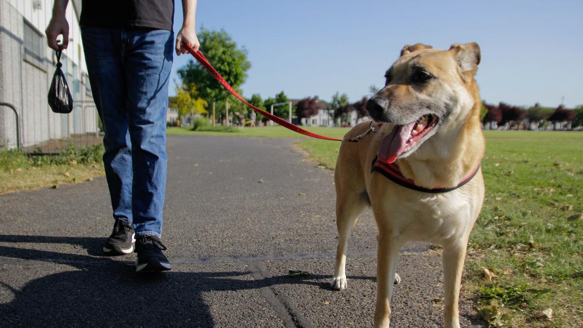 Una empresa española sorprende con su plan anti cacas con la nueva ley ...