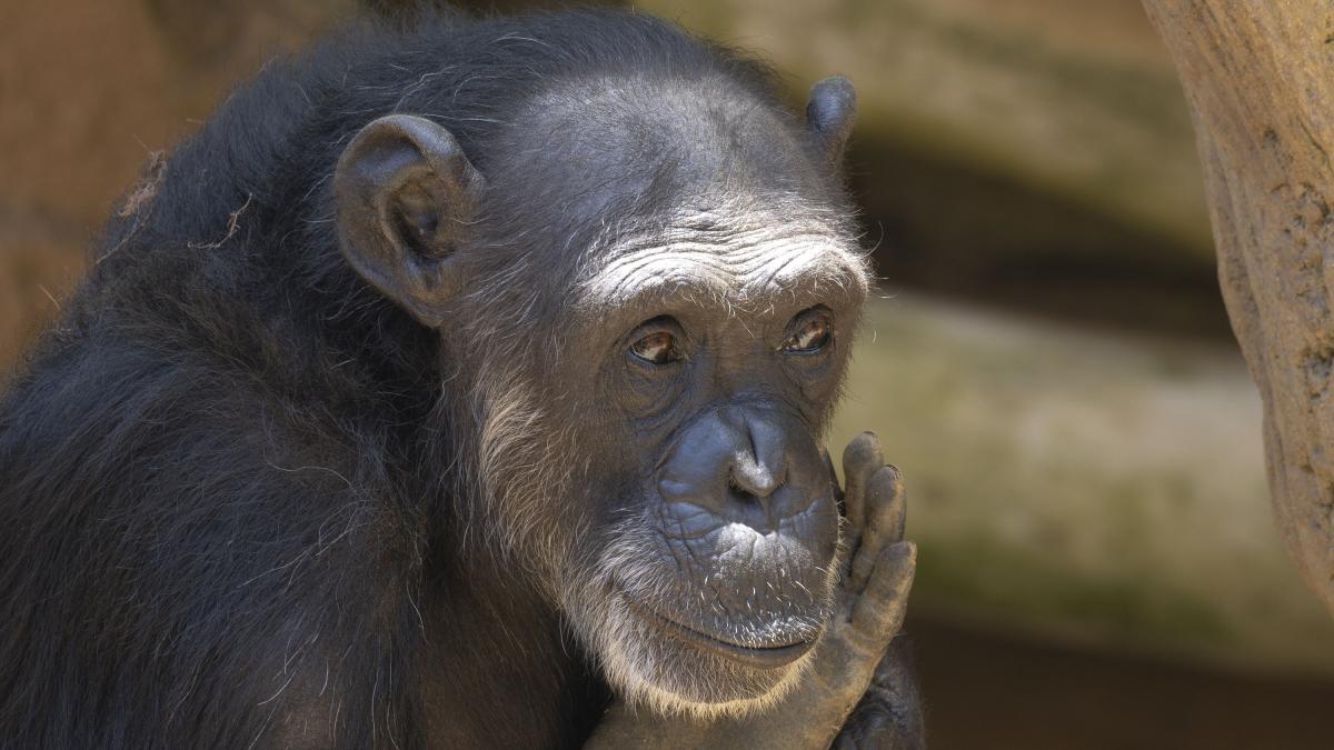 La menopausia en los chimpancés descoloca a los científicos