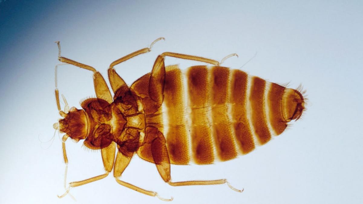 La técnica 100% efectiva para localizar las chinches