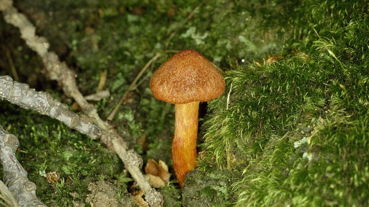 La extraña seta española que te mata 15 días después de comerla