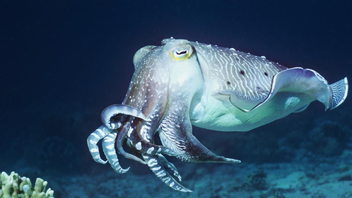 Las sepias superan el test de inteligencia diseñado para niños