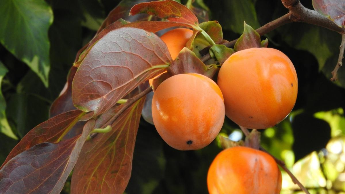 España se convierte en la palanca china de la fruta exótica