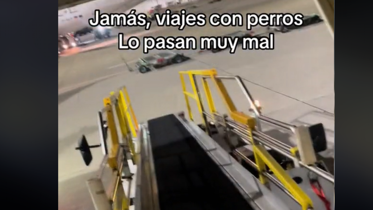 Graban cómo viajan los perros en los aviones y da para pensárselo dos veces