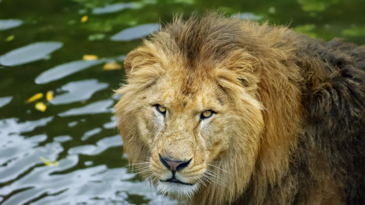 Un animal extinto hace saltar las alarmas en Marruecos