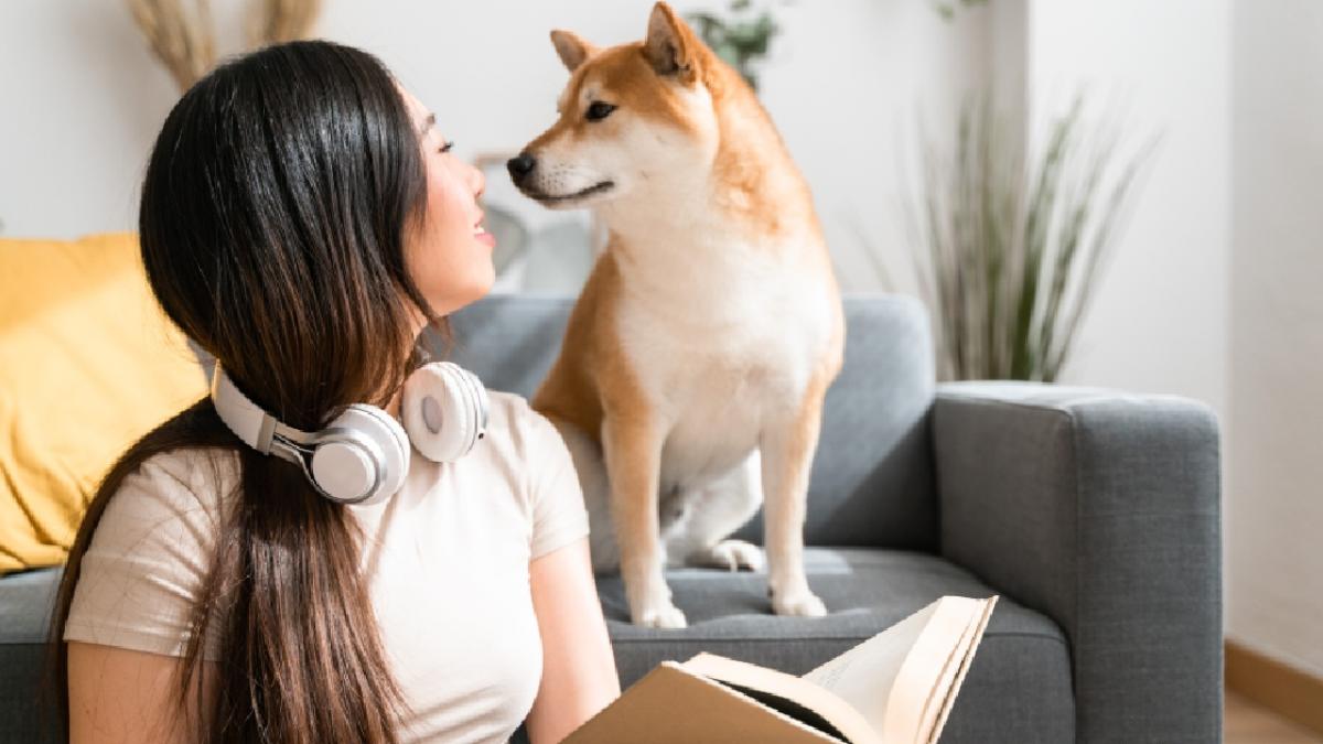 Tu perro te entiende: la ciencia aclara las 10 palabras que comprende ...