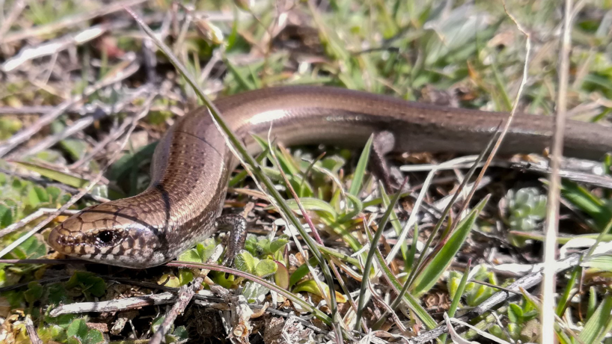 La extraña serpiente con patas que se puede ver en España