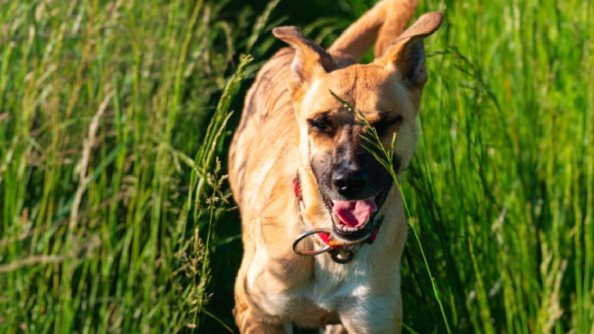El don oculto de los perros: pocos saben de su utilidad