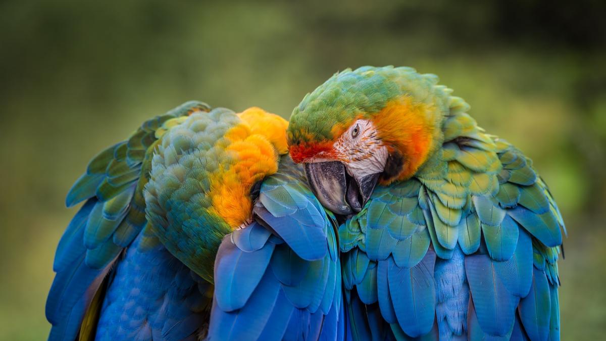El loro prehistórico que fue el más grande de la Tierra: “Podría haber ...